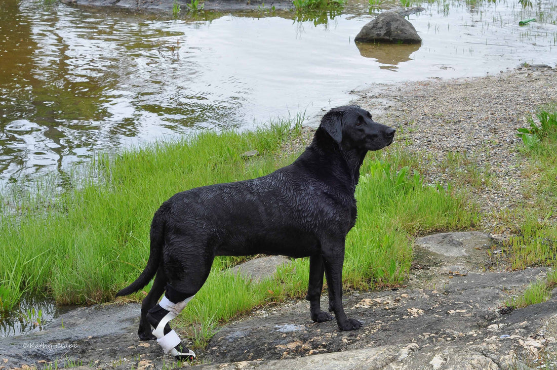 Dog Ankle Brace | Achilles Tear & Tarsal Hyperextension Support – Hero ...