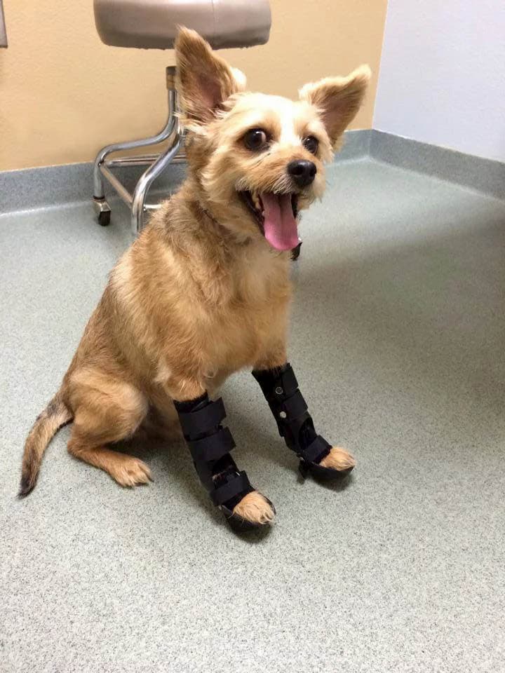 Dog Wrist Brace | Carpal Hyperextension & Joint Support – Hero Braces